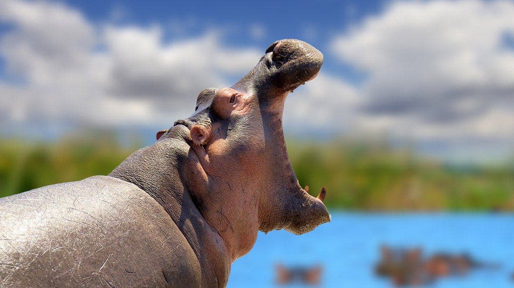 It’s Time for a New HiPPO in Data-Driven Marketing