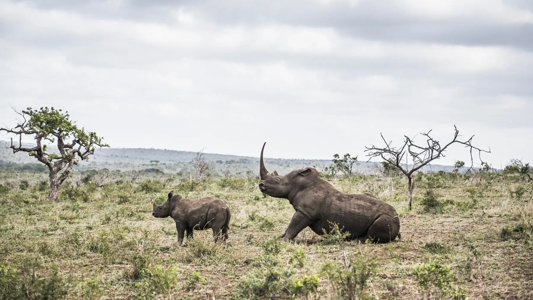 The Power of Conservation Photography