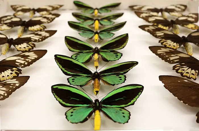 The Digital Collection of the Natural History Museum, London: A 3D ...