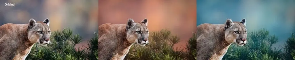 Photoshop: Now the world’s most advanced AI application for creatives