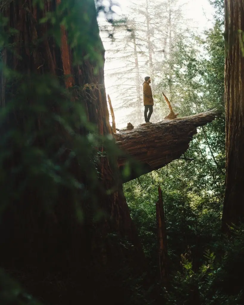 Find inspiration in the colors of nature bathing