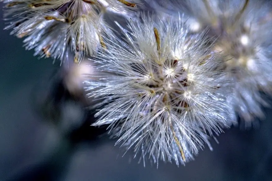 Recognizing and valuing those who have served | Adobe