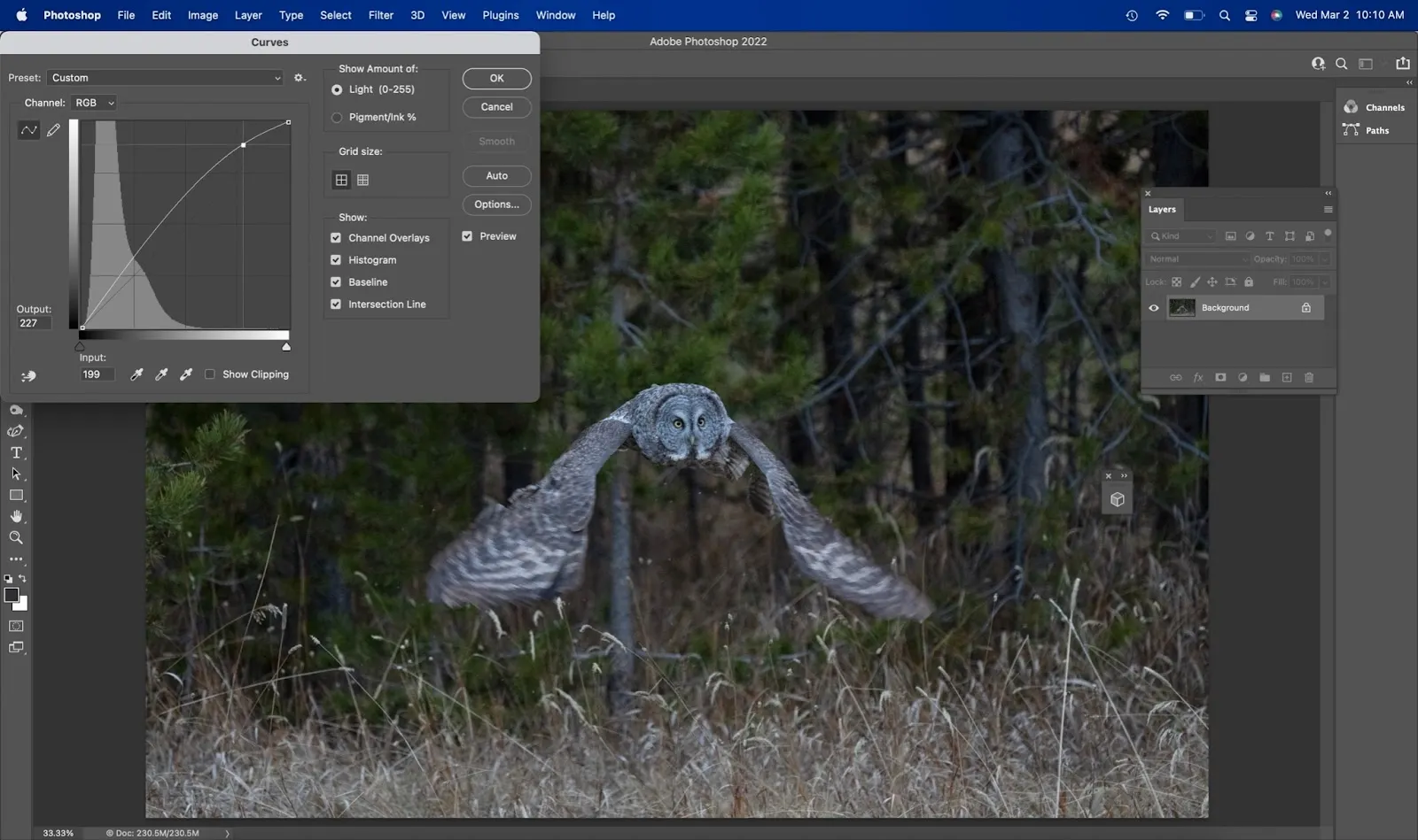 How to Master Photography of Birds in Flight | Adobe Blog